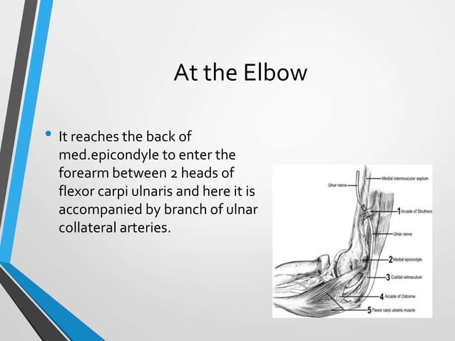 Ulnar Nerve and clinical features | PPTX