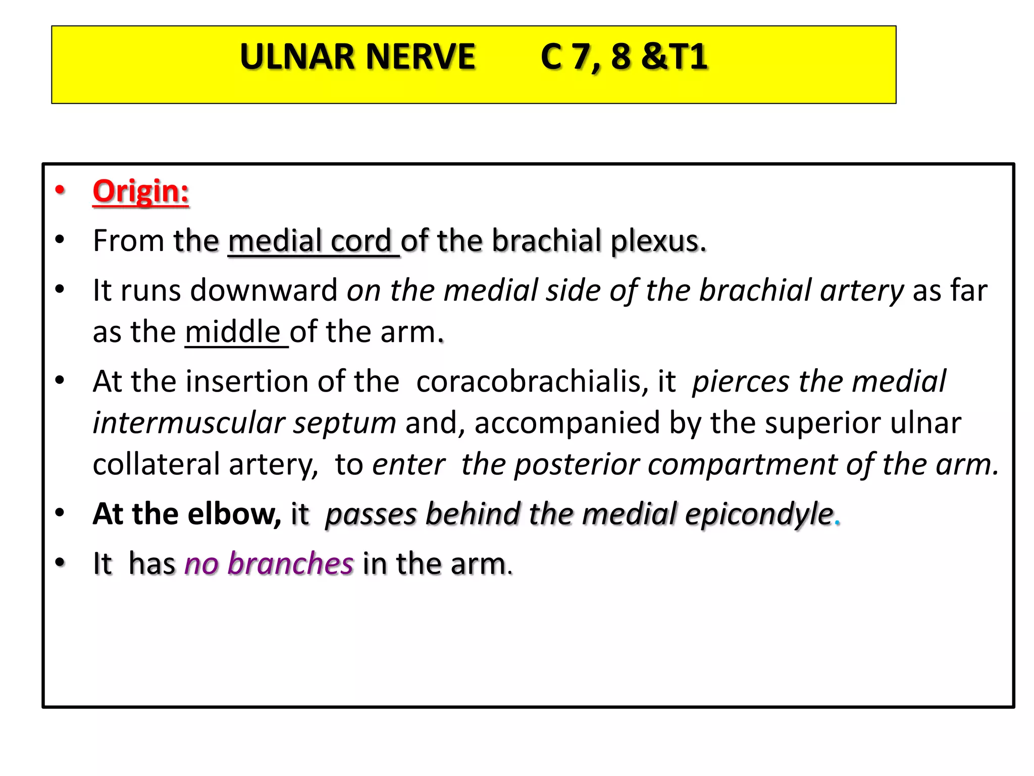 Ulnar nerve | PPTX