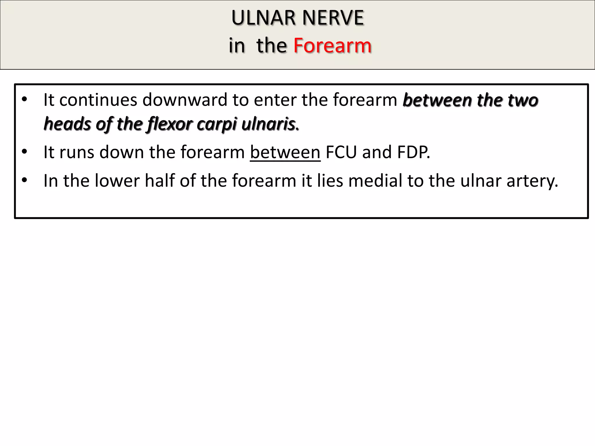Ulnar nerve | PPTX