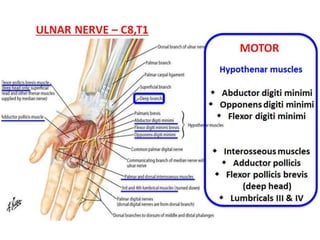 Ulnar Nerve Muscles