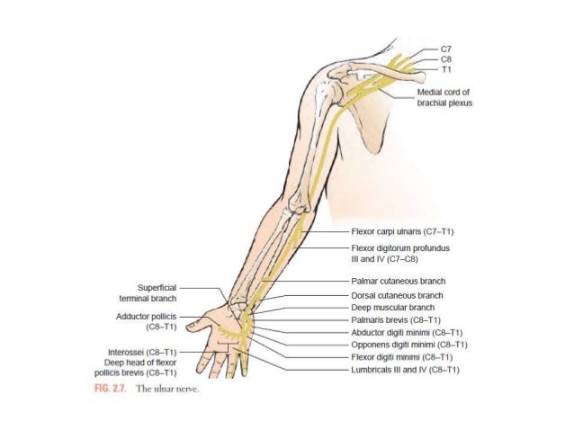 Ulnar Nerve