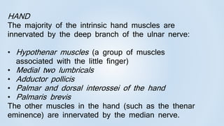 Ulnar nerve | PPTX