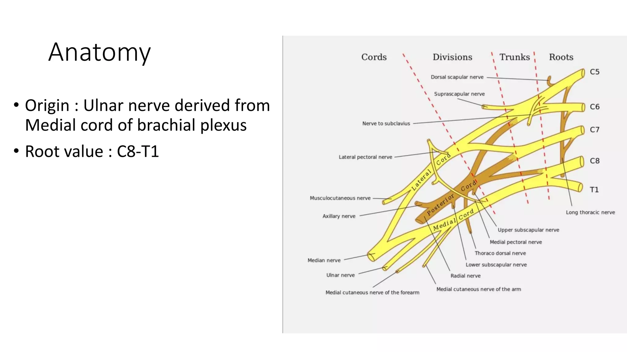 Ulnar nerve injury | PPTX