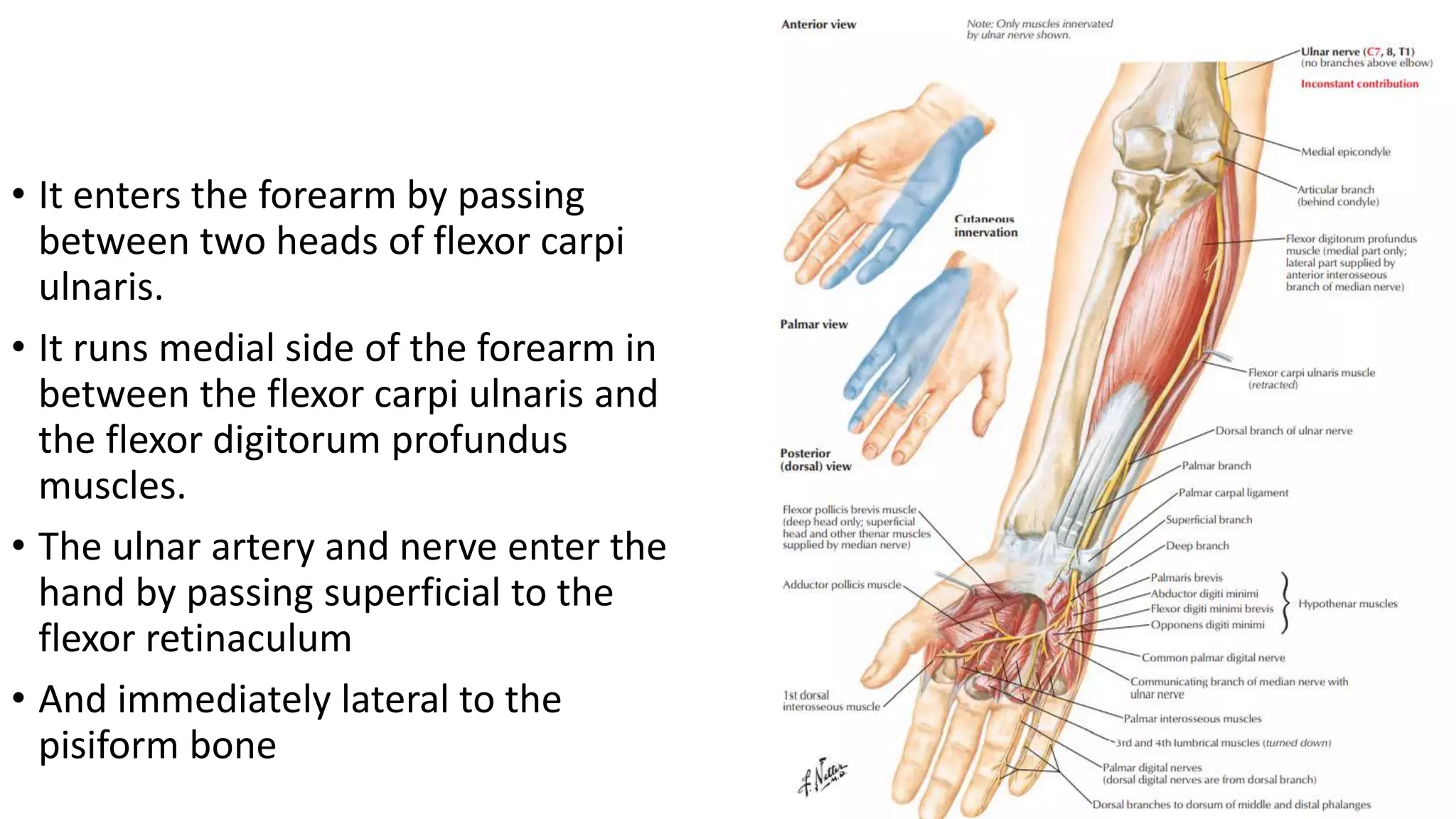 Ulnar nerve injury | PPTX