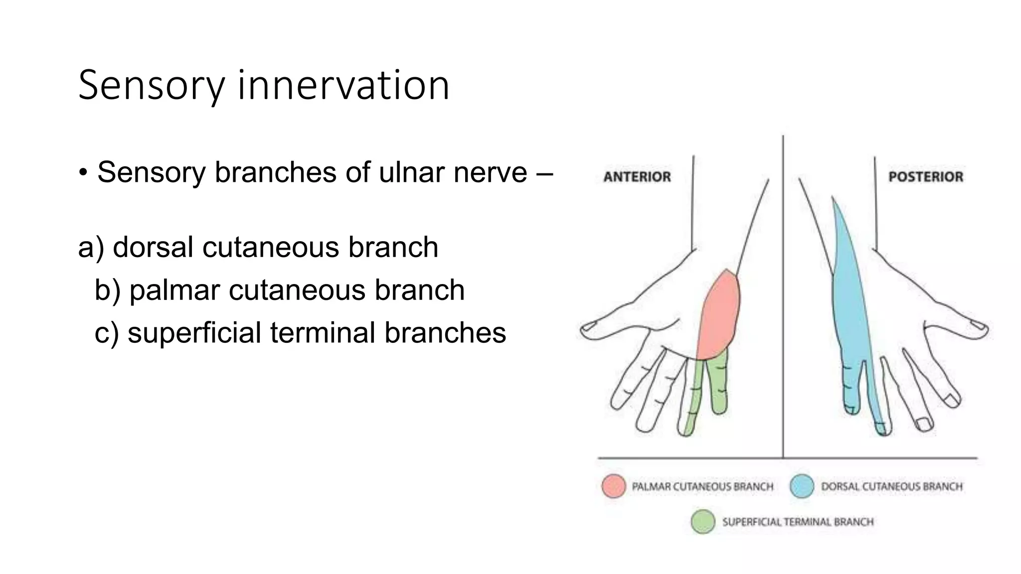 Ulnar nerve injury | PPTX