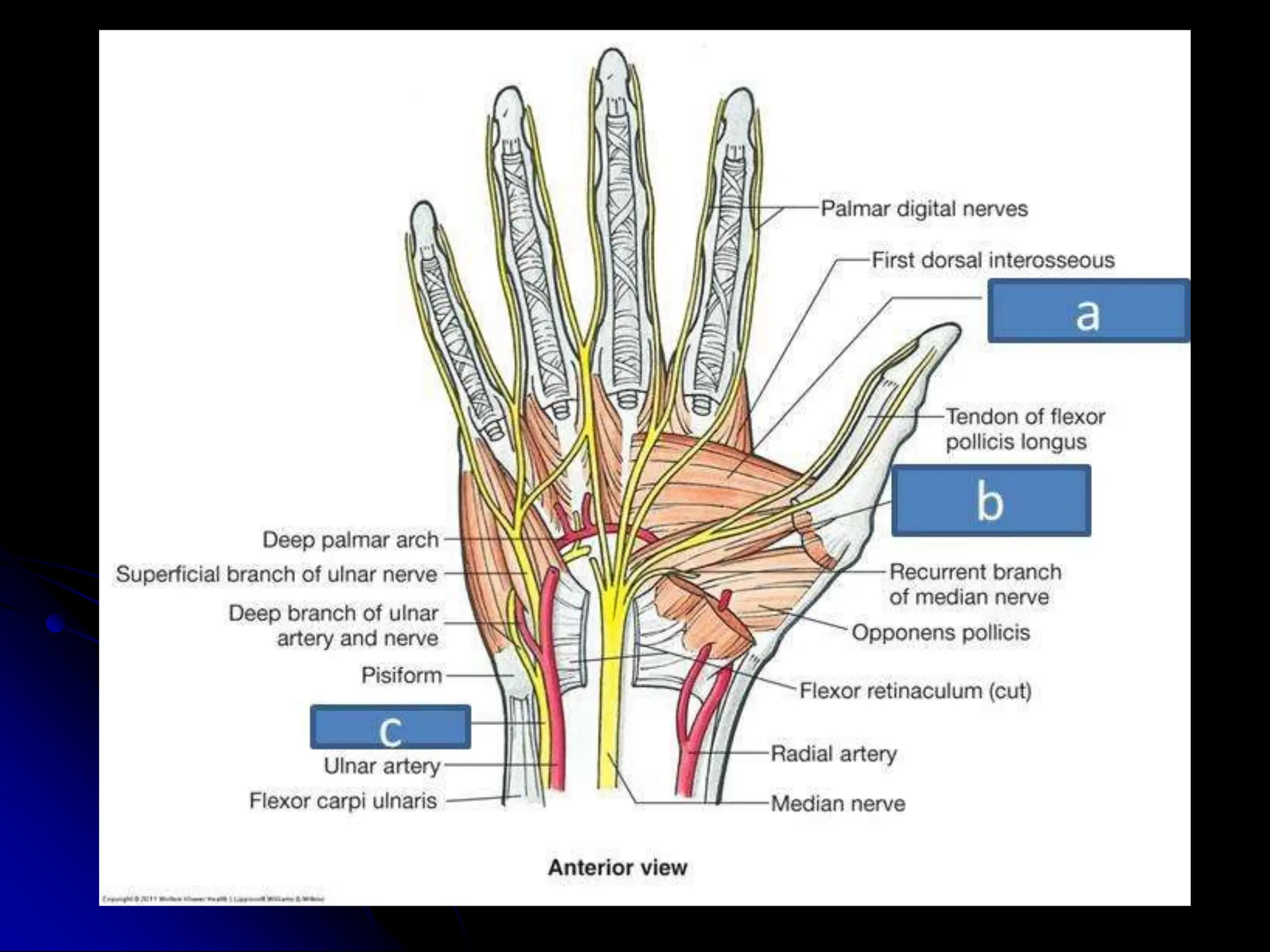 ULNAR NERVE.pptx