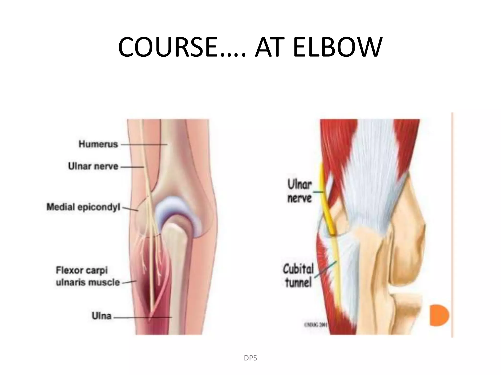 Ulnar nerve examination | PPTX