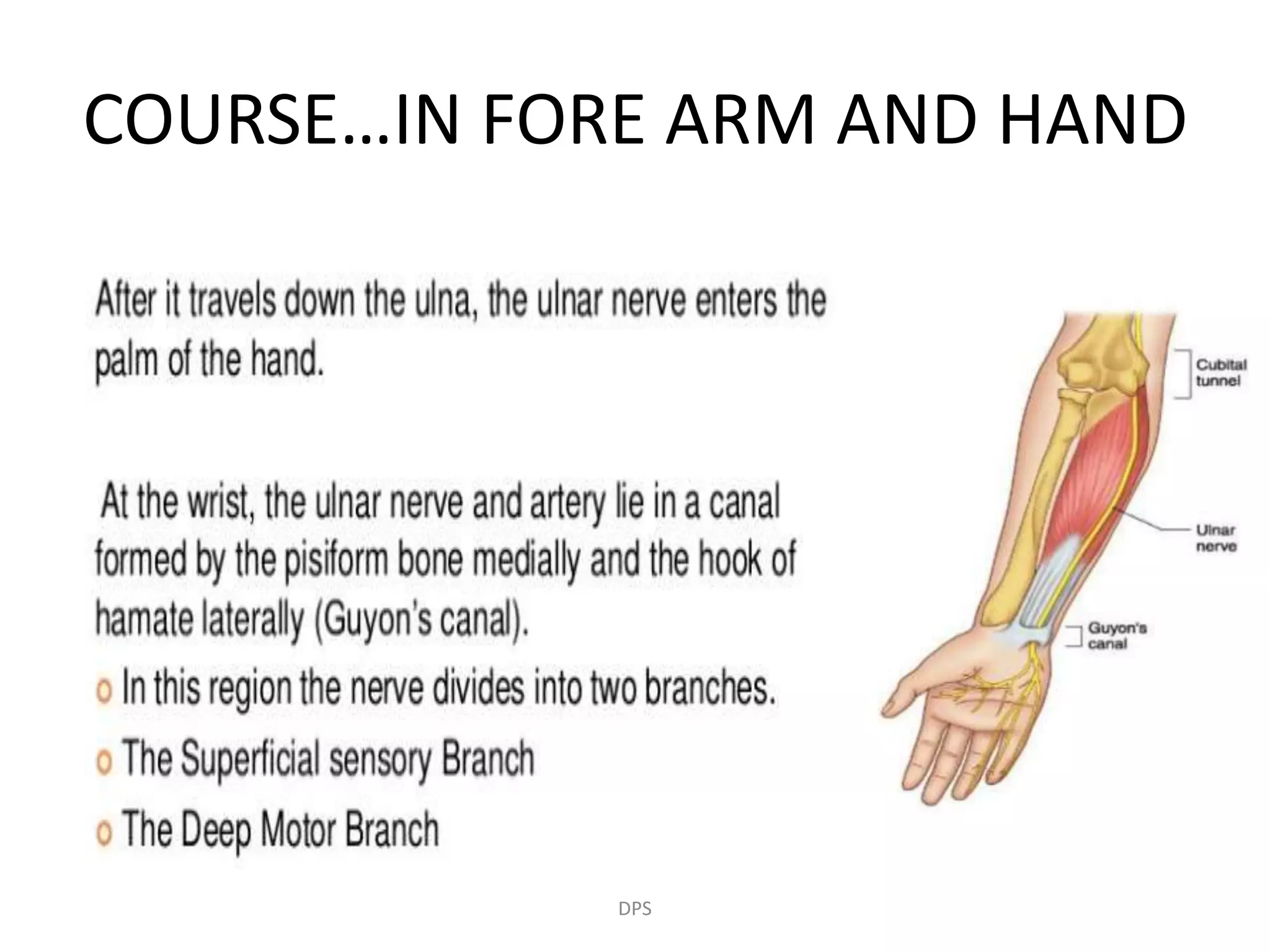 Ulnar nerve examination | PPTX