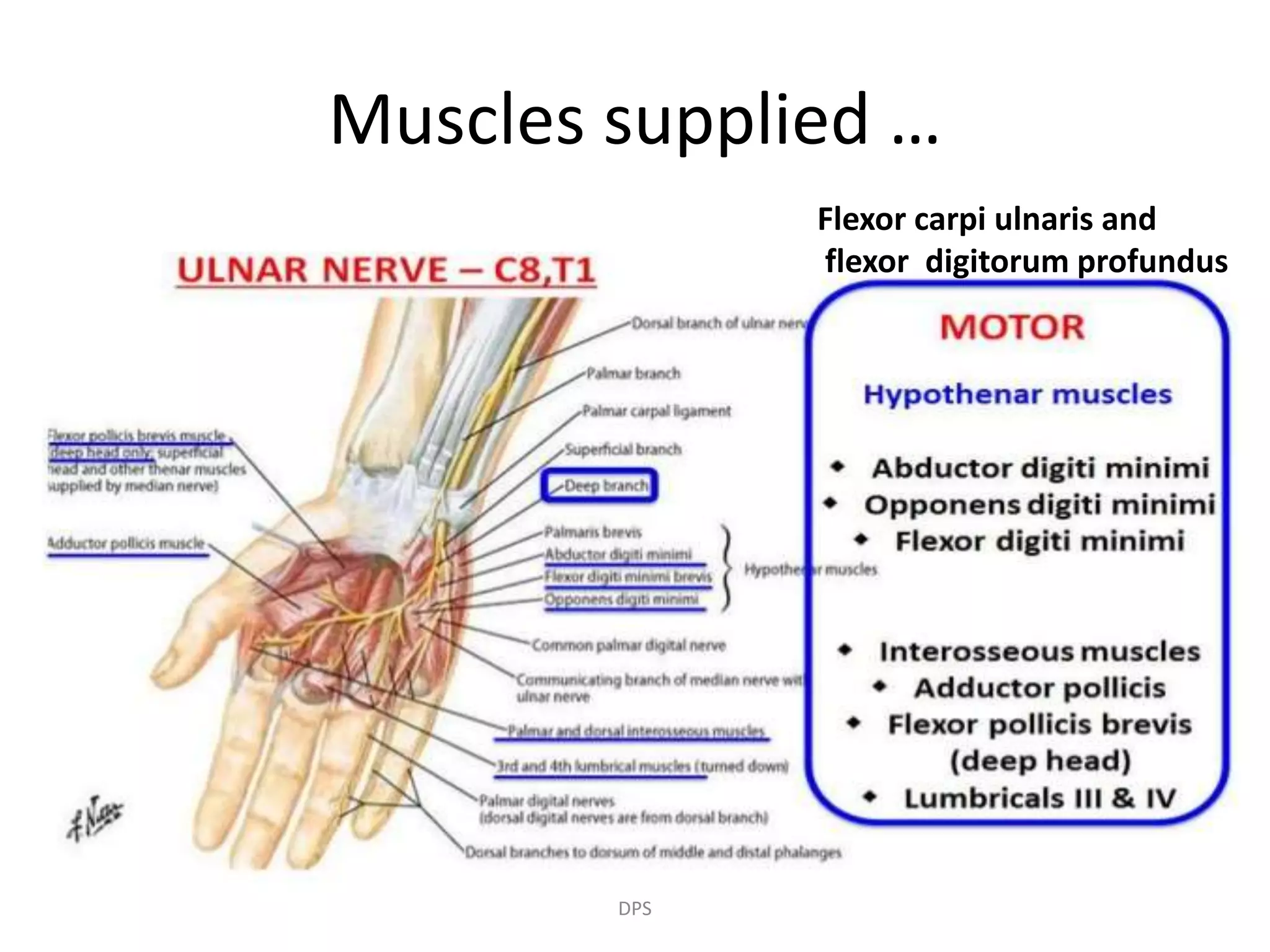 Ulnar nerve examination | PPTX