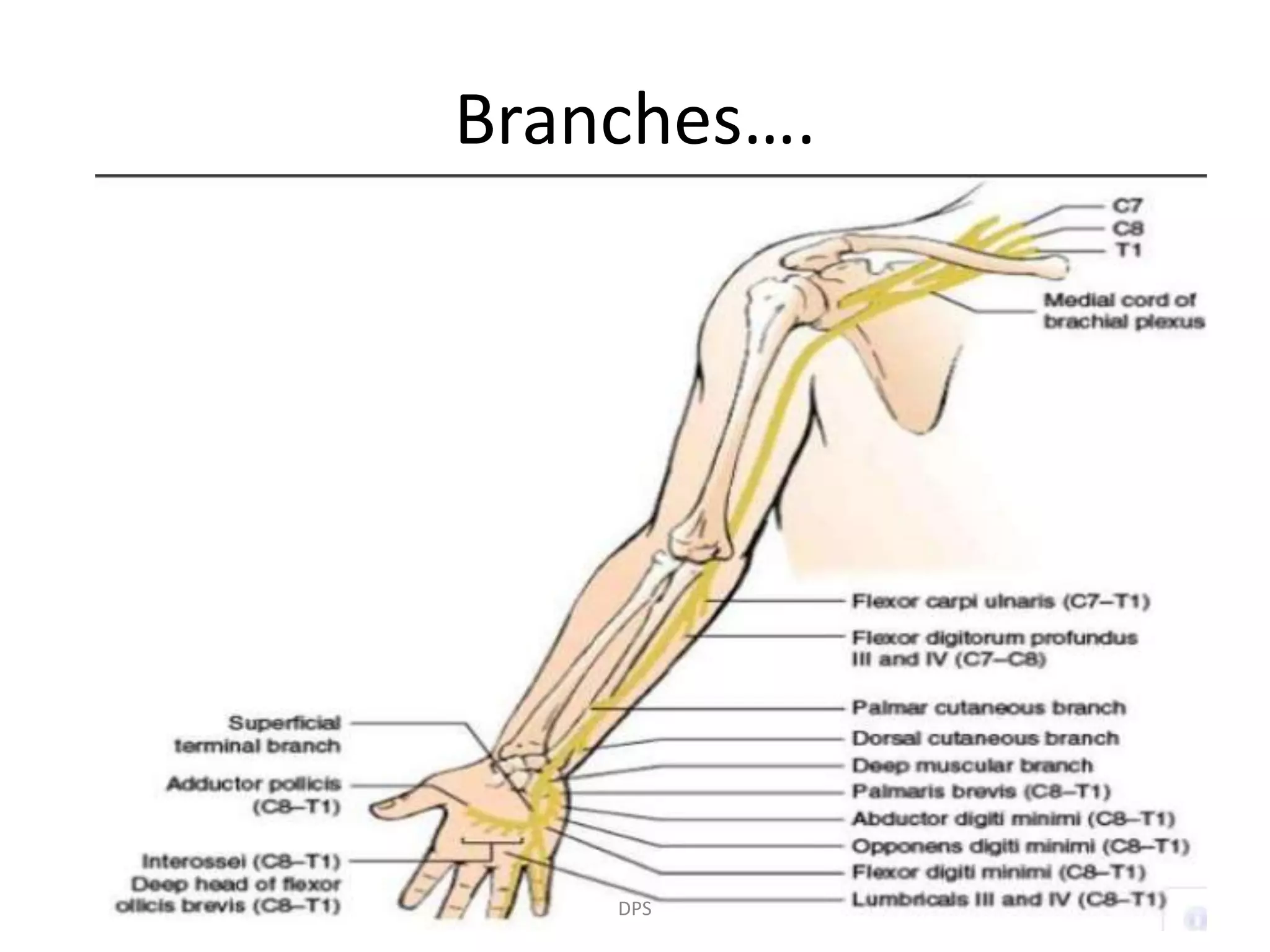 Ulnar nerve examination | PPTX