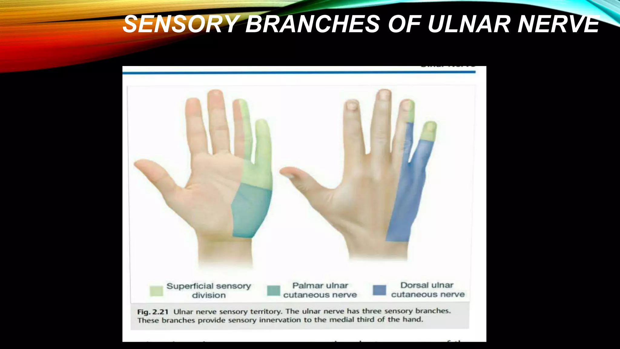 Ulnar nerve injury PPT | PPTX