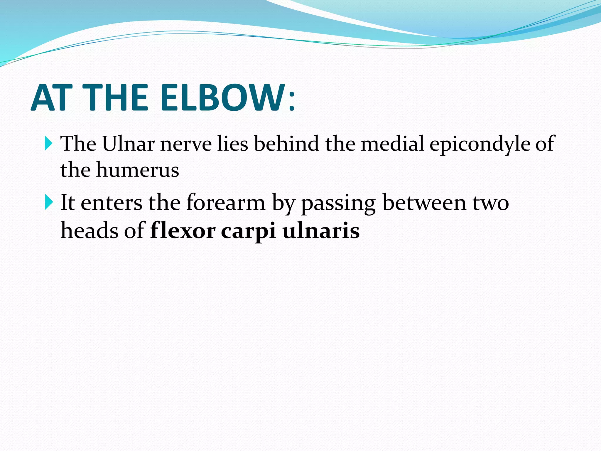 Ulnar nerve ppt | PPT