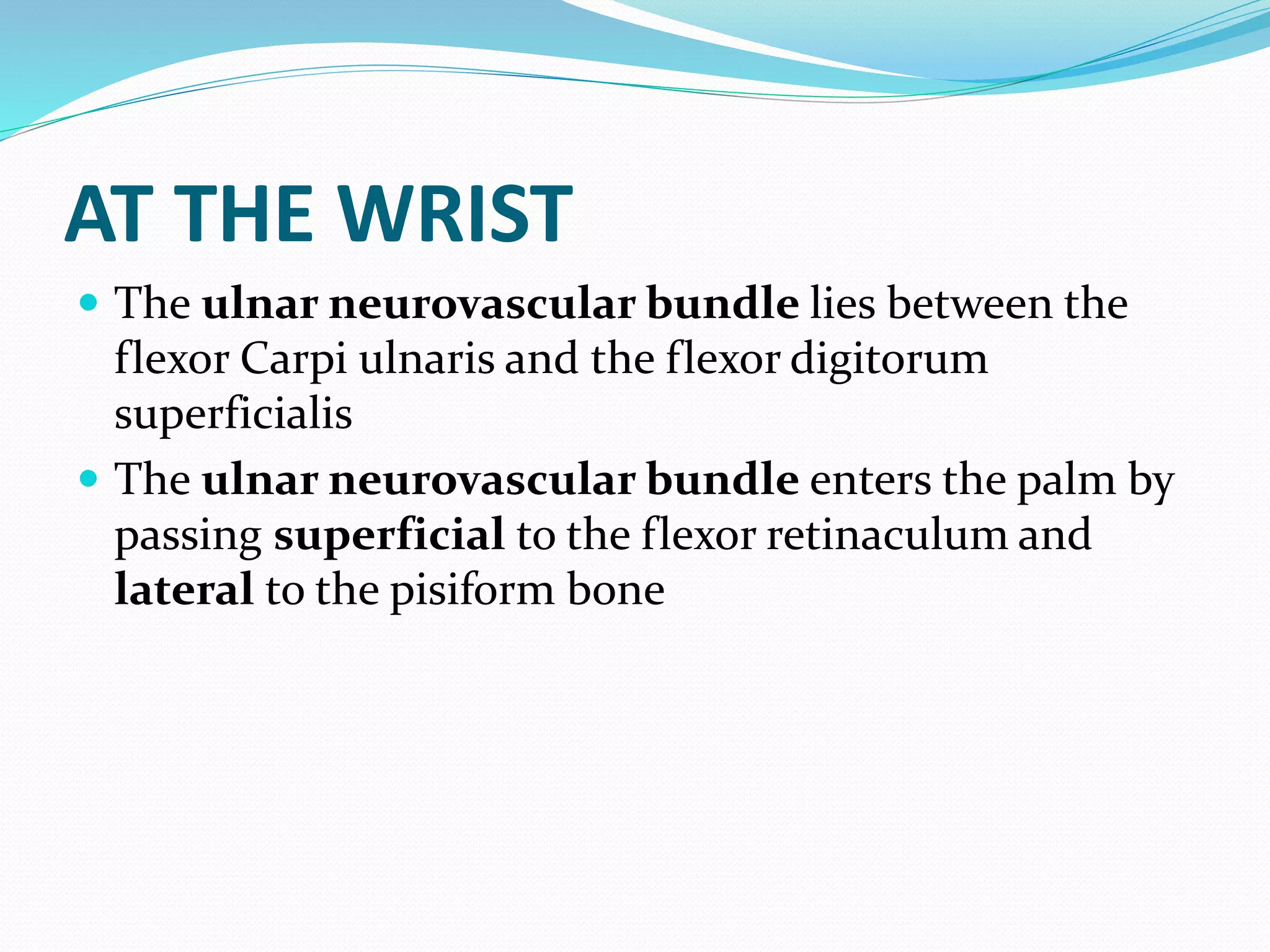 Ulnar nerve ppt | PPT
