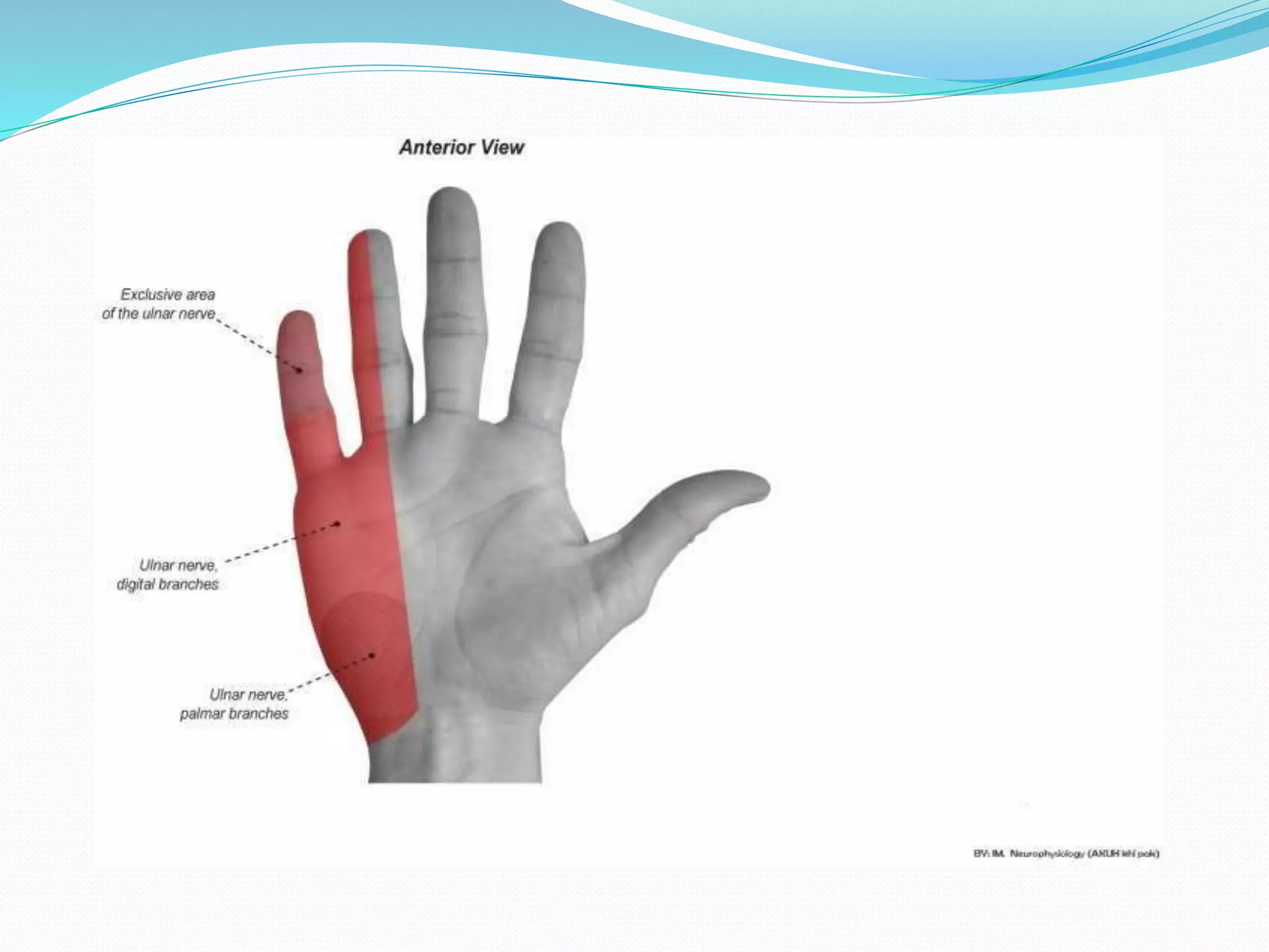 Ulnar nerve ppt | PPT