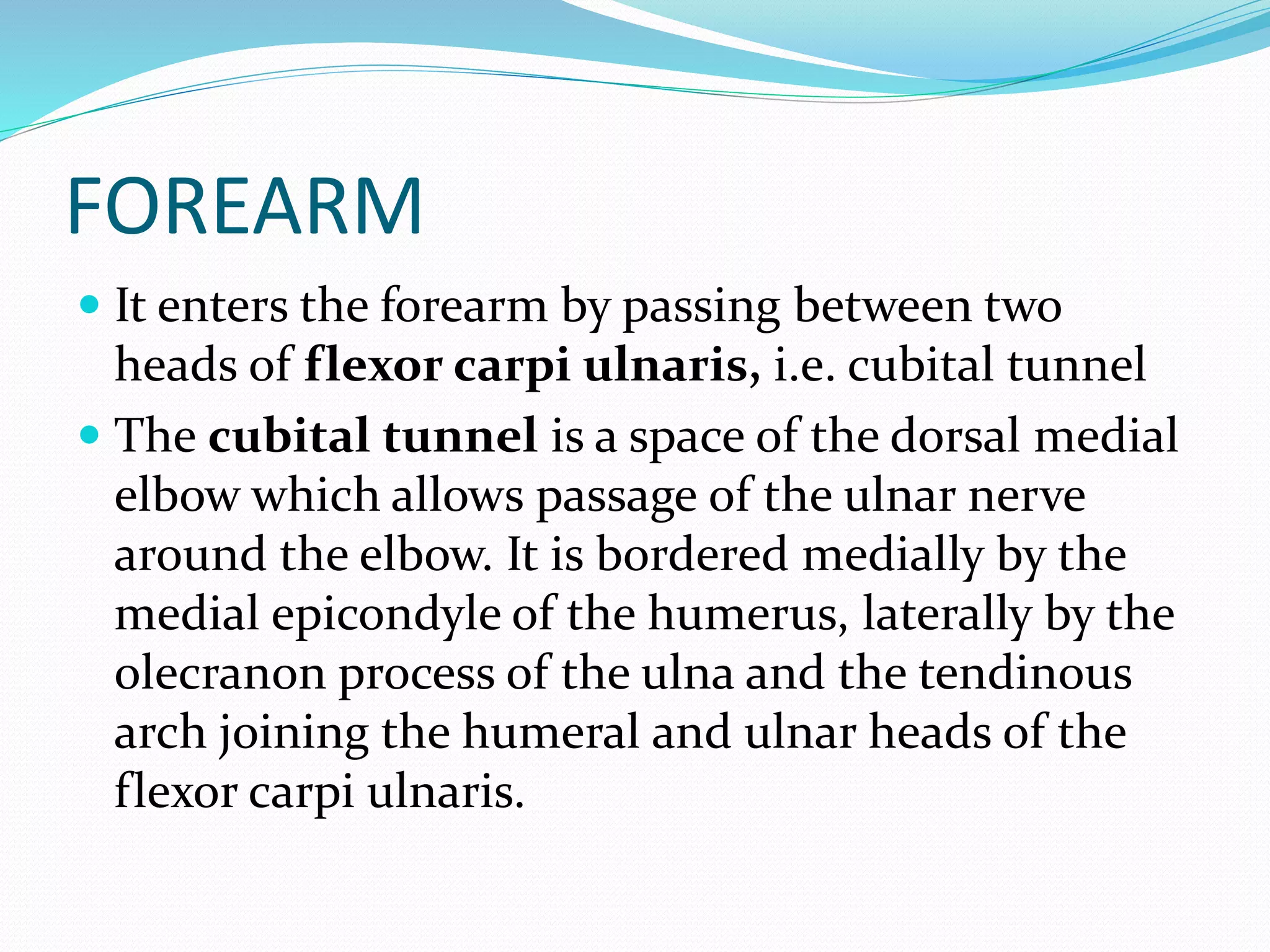 Ulnar nerve ppt | PPT