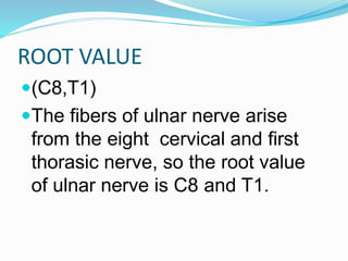 Ulnar nerve ppt | PPT