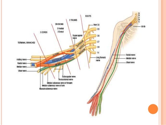 Ulnar Nerve