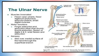 Ulnar Nerve Motor Function