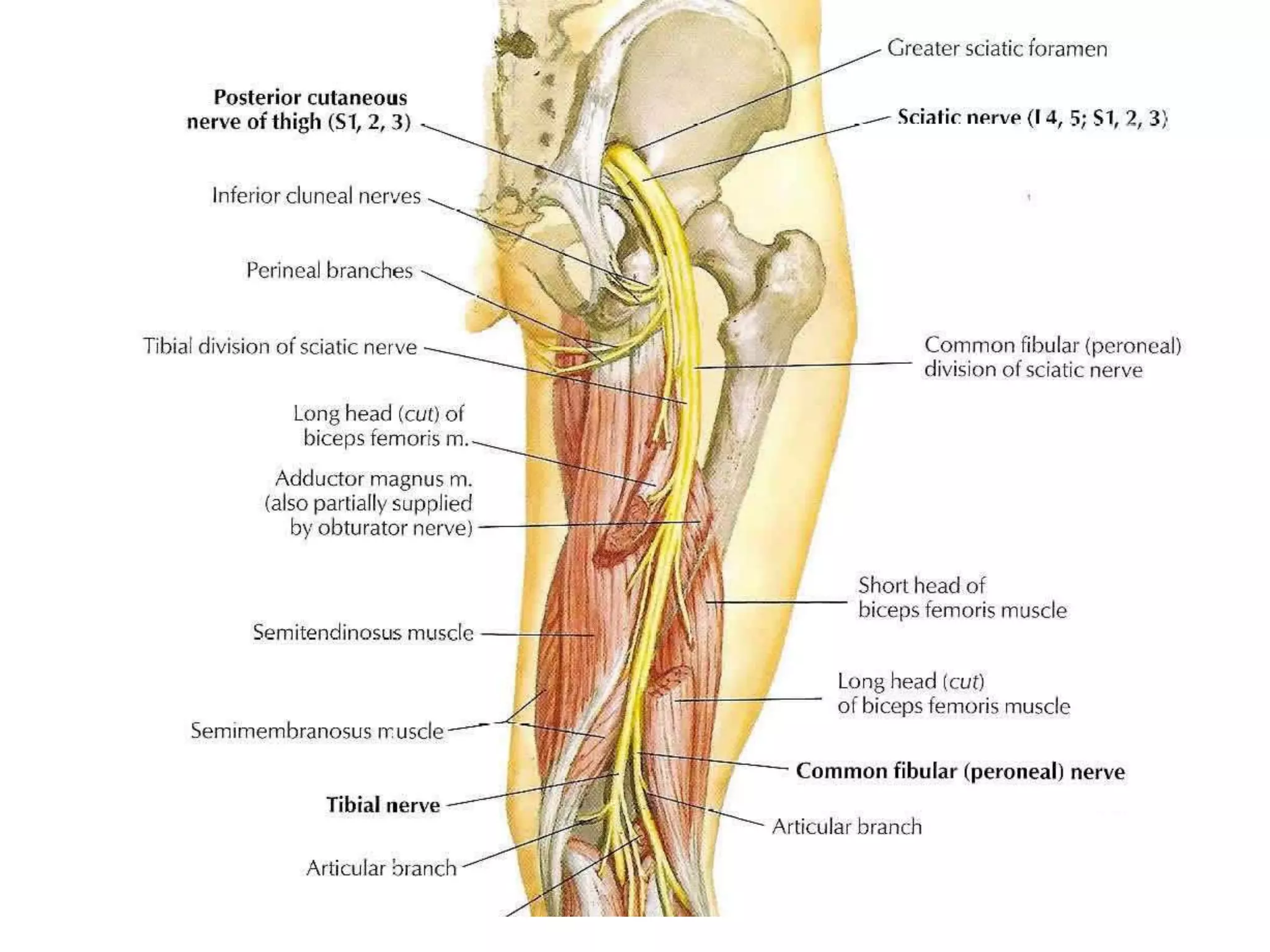 Anatomy and Examination of Ulnar & Sciatic Nerves | PPTX