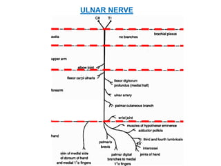 Anatomy and Examination of Ulnar & Sciatic Nerves | PPTX