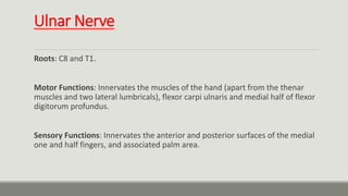 Ulner nerve | PPTX