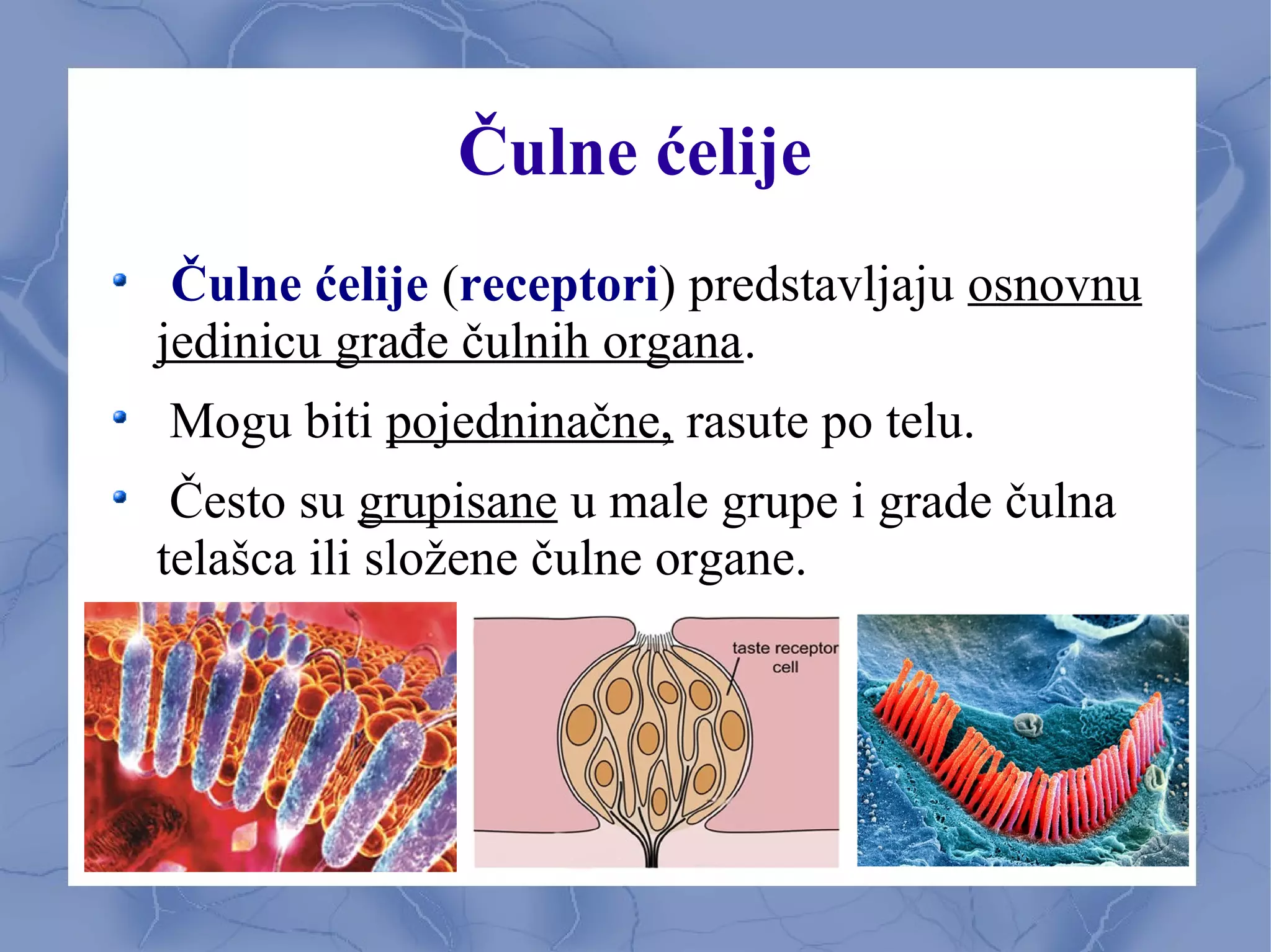 Čulni sistem čoveka | PPT