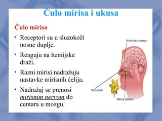 Čulni sistem čoveka | PPT