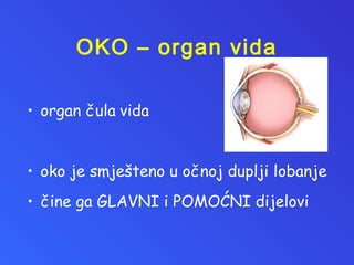 čUlo vida | PPT