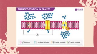 Transport and Circulation: Plants a.pptx