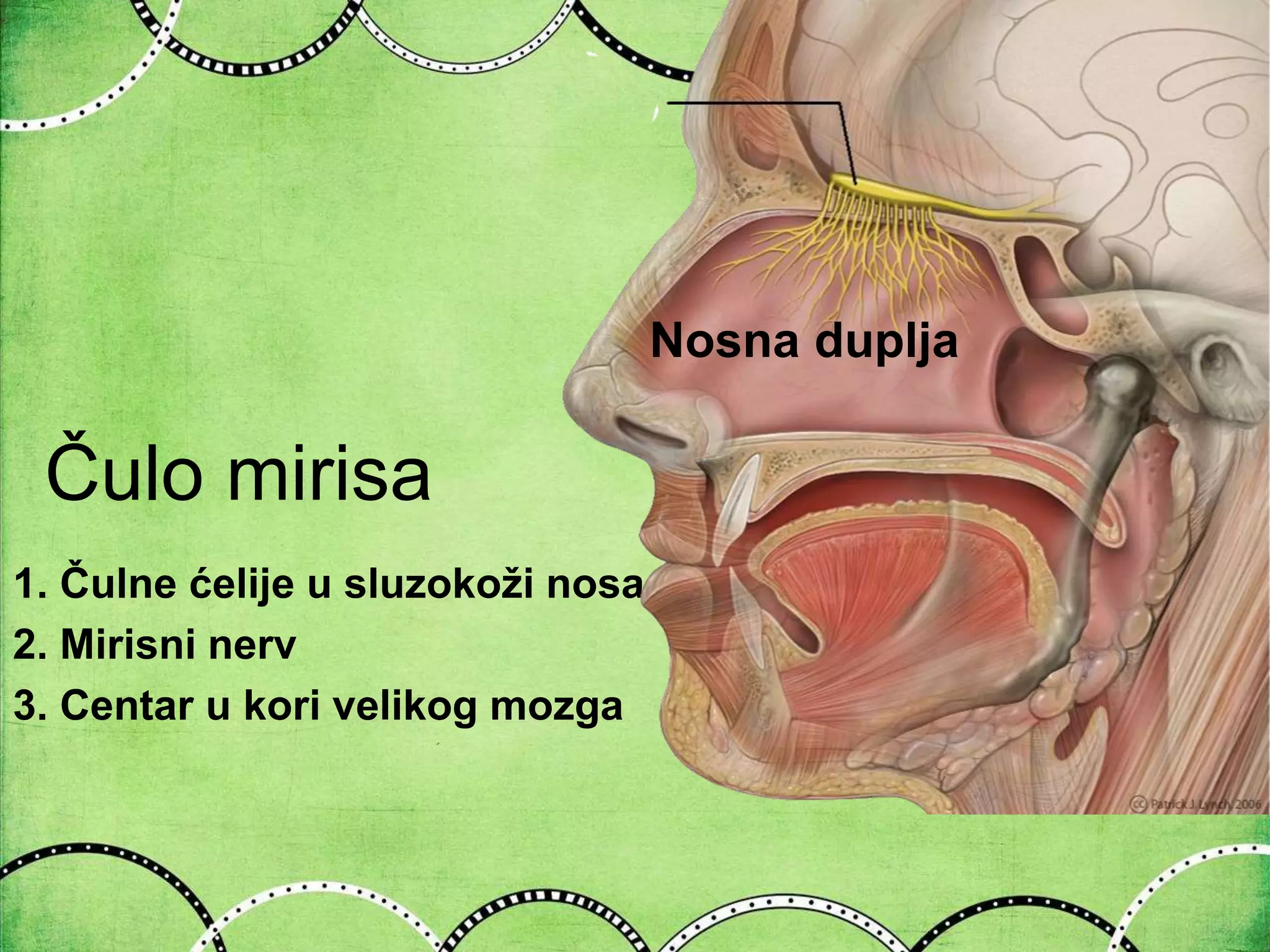 Čulo mirisa i ukusa | PPTX