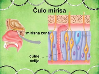 Čulo mirisa i ukusa | PPTX