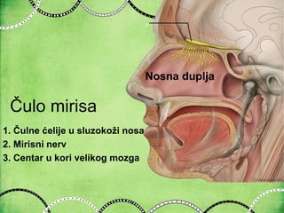Čulo mirisa i ukusa | PPTX
