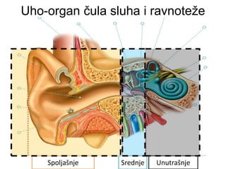 Čulo sluha i ravnoteže | PPTX