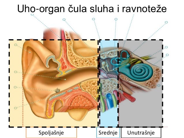 Čulo sluha i ravnoteže