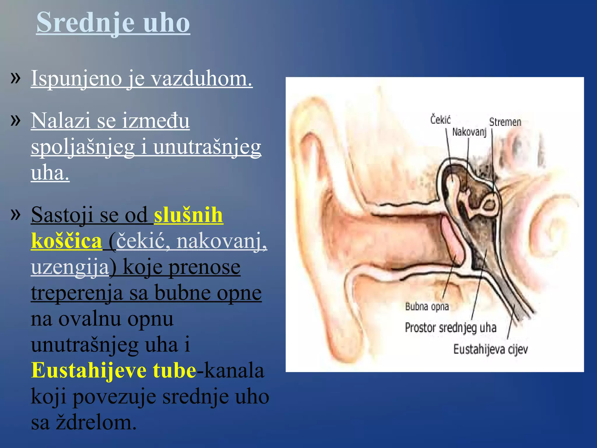 Čulo sluha i ravnoteže | PPT