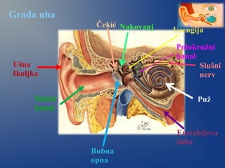 Čulo sluha i ravnoteže | PPT