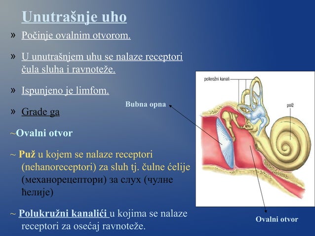 Čulo sluha i ravnoteže | PPT
