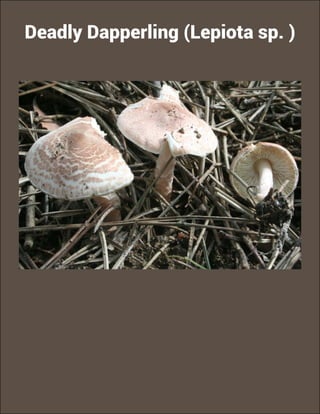 10 Most Poisonous Mushroom | PDF