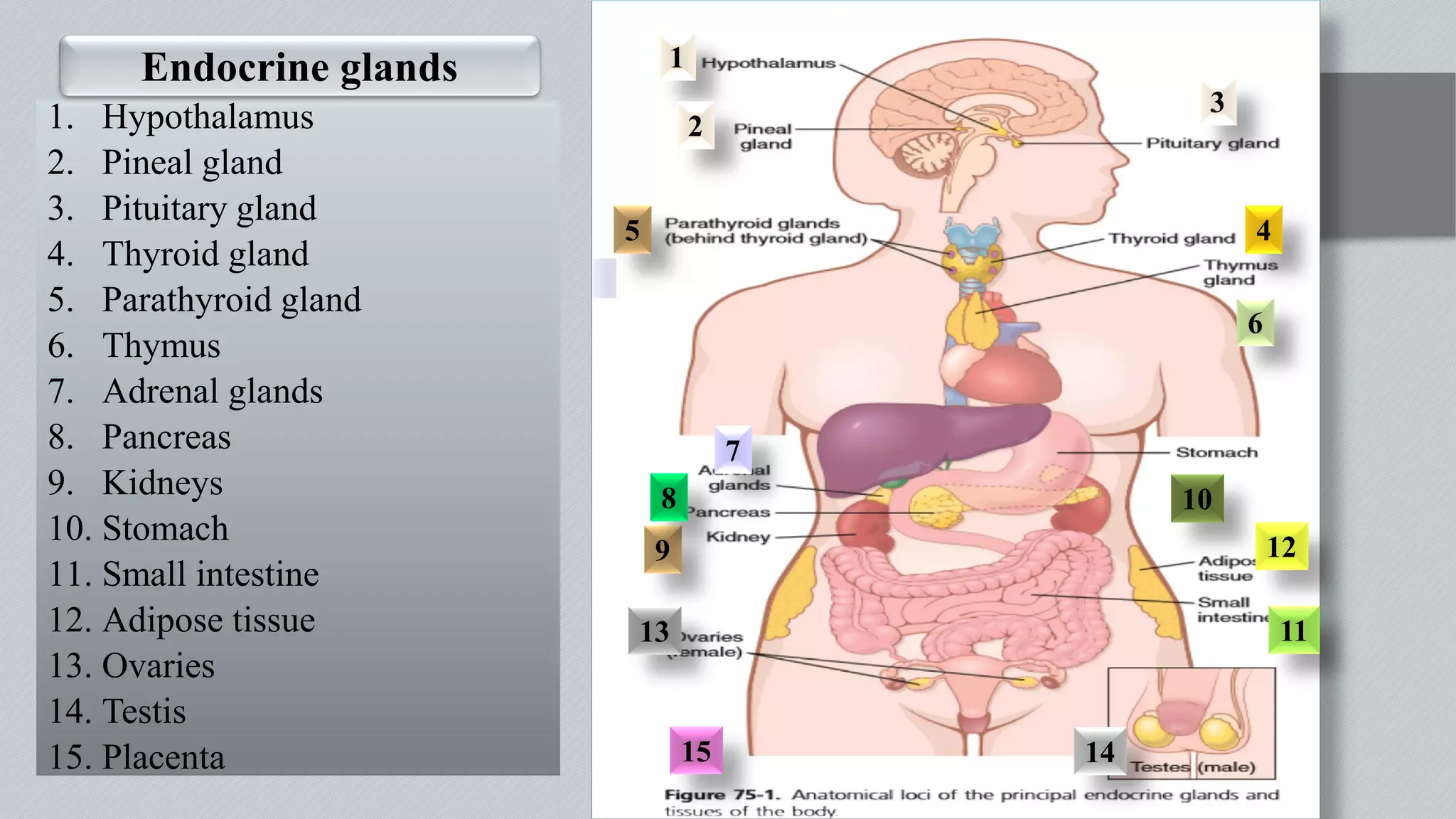 Endocrine gland lecture | PPT
