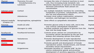 Endocrine gland lecture | PPT