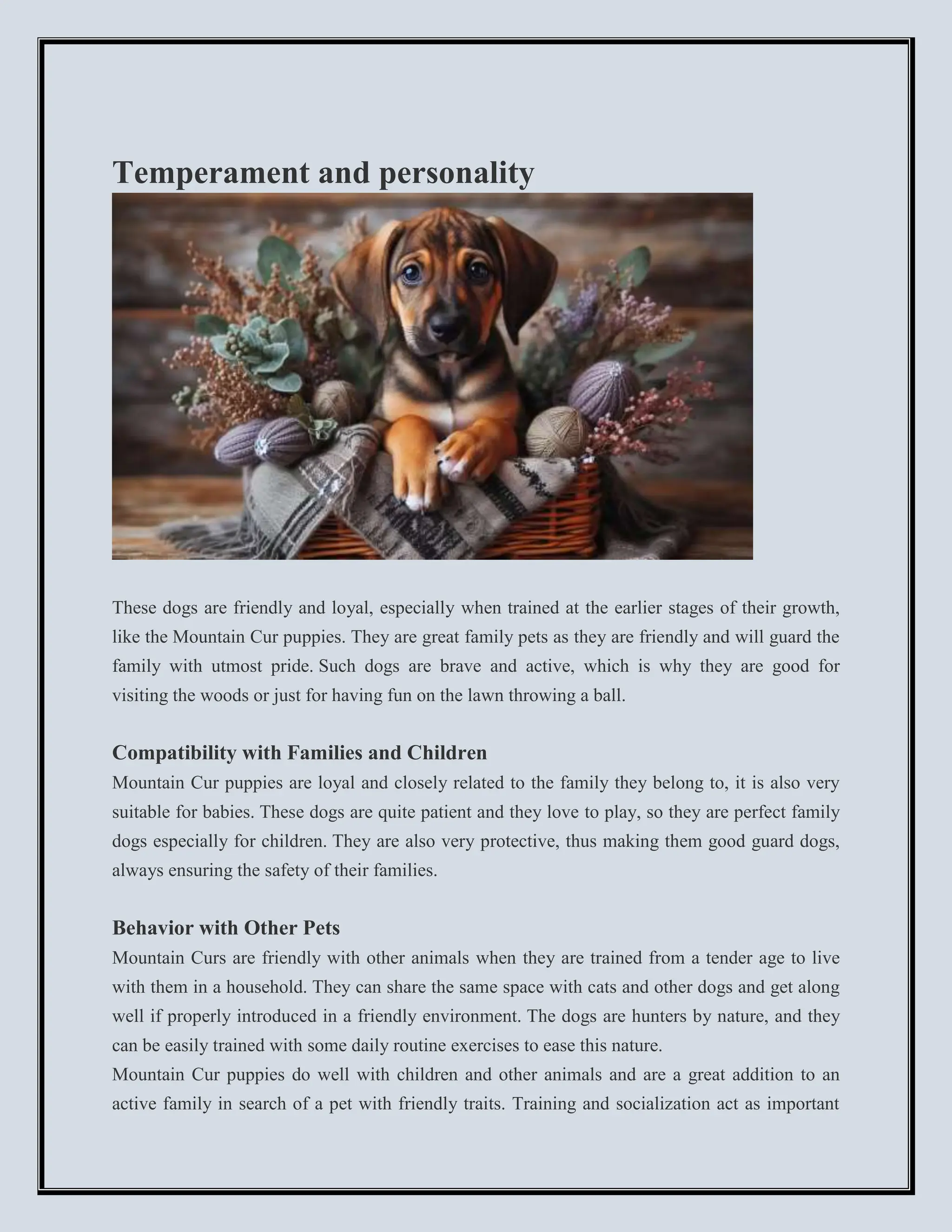 Ultimate guide to Mountain Cur Puppies: Everything you need to know.docx