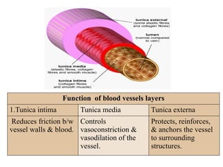 Lecture: Introduction of cardiovascular system | PPT