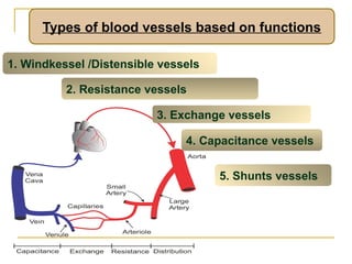 Lecture: Introduction of cardiovascular system | PPTX