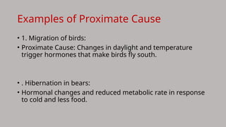 ultimate nd proximate Cause of animal behaviour.pptx