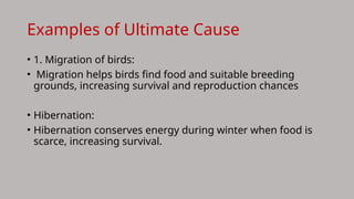 ultimate nd proximate Cause of animal behaviour.pptx