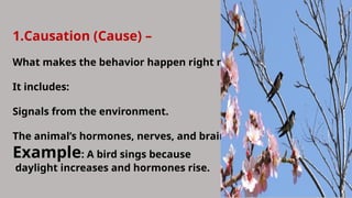 ultimate nd proximate Cause of animal behaviour.pptx