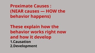 ultimate nd proximate Cause of animal behaviour.pptx