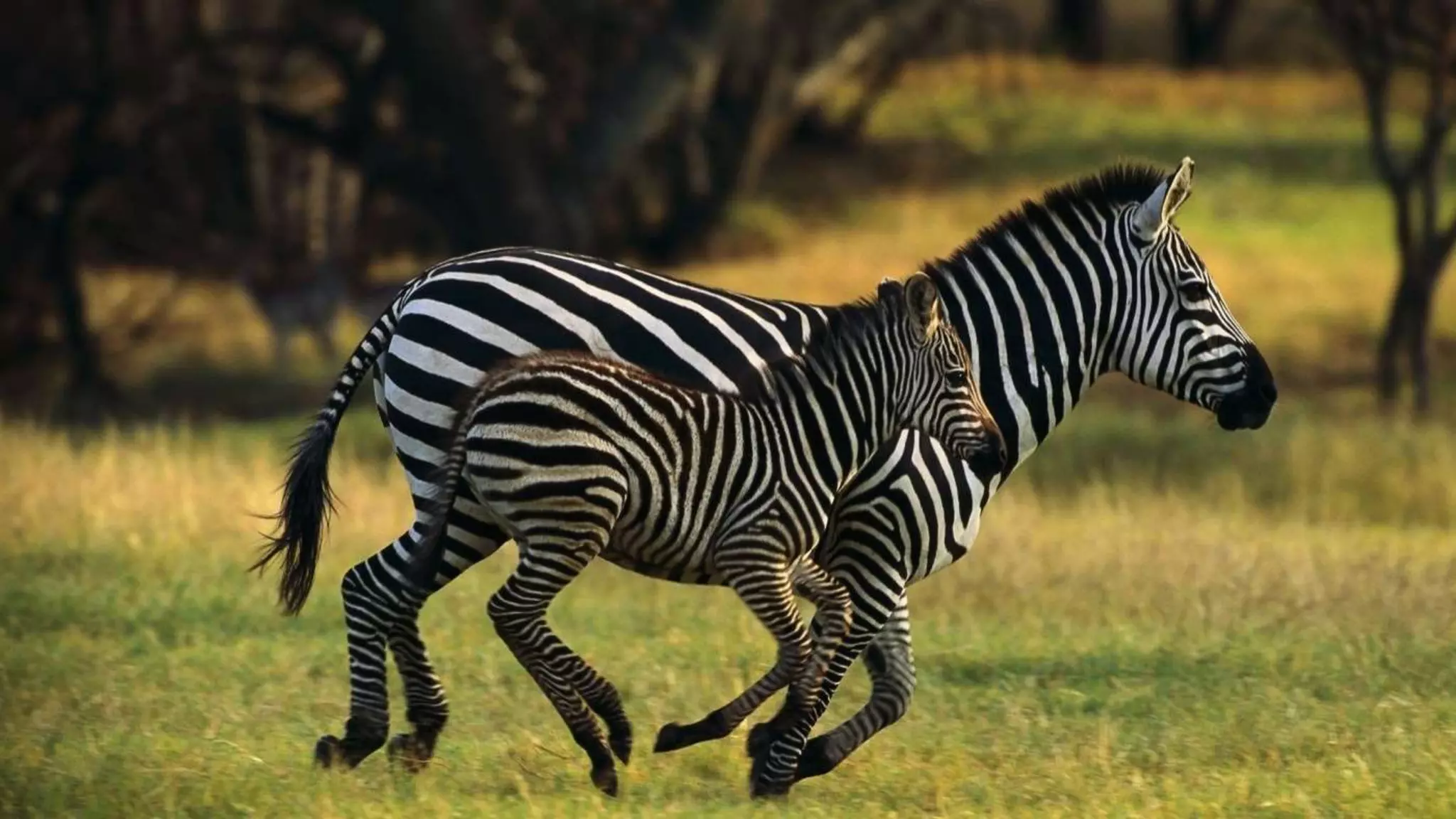 Ultimate Video Engineer 16x9 Test Pattern | PPTX