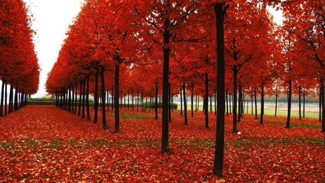 Ultimate Video Engineer 16x9 Test Pattern | PPTX | Cats | Pets