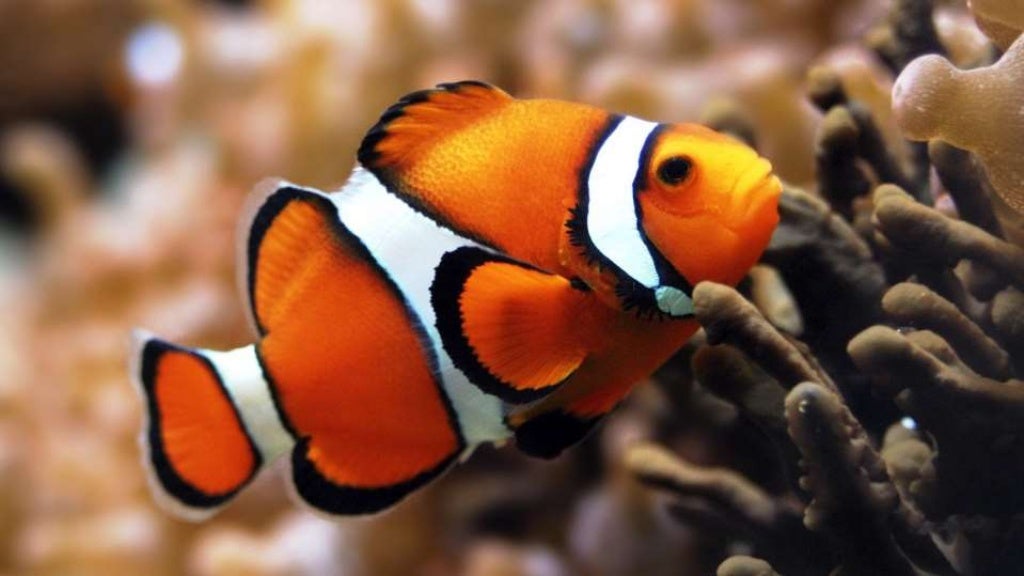 Ultimate Video Engineer 16x9 Test Pattern